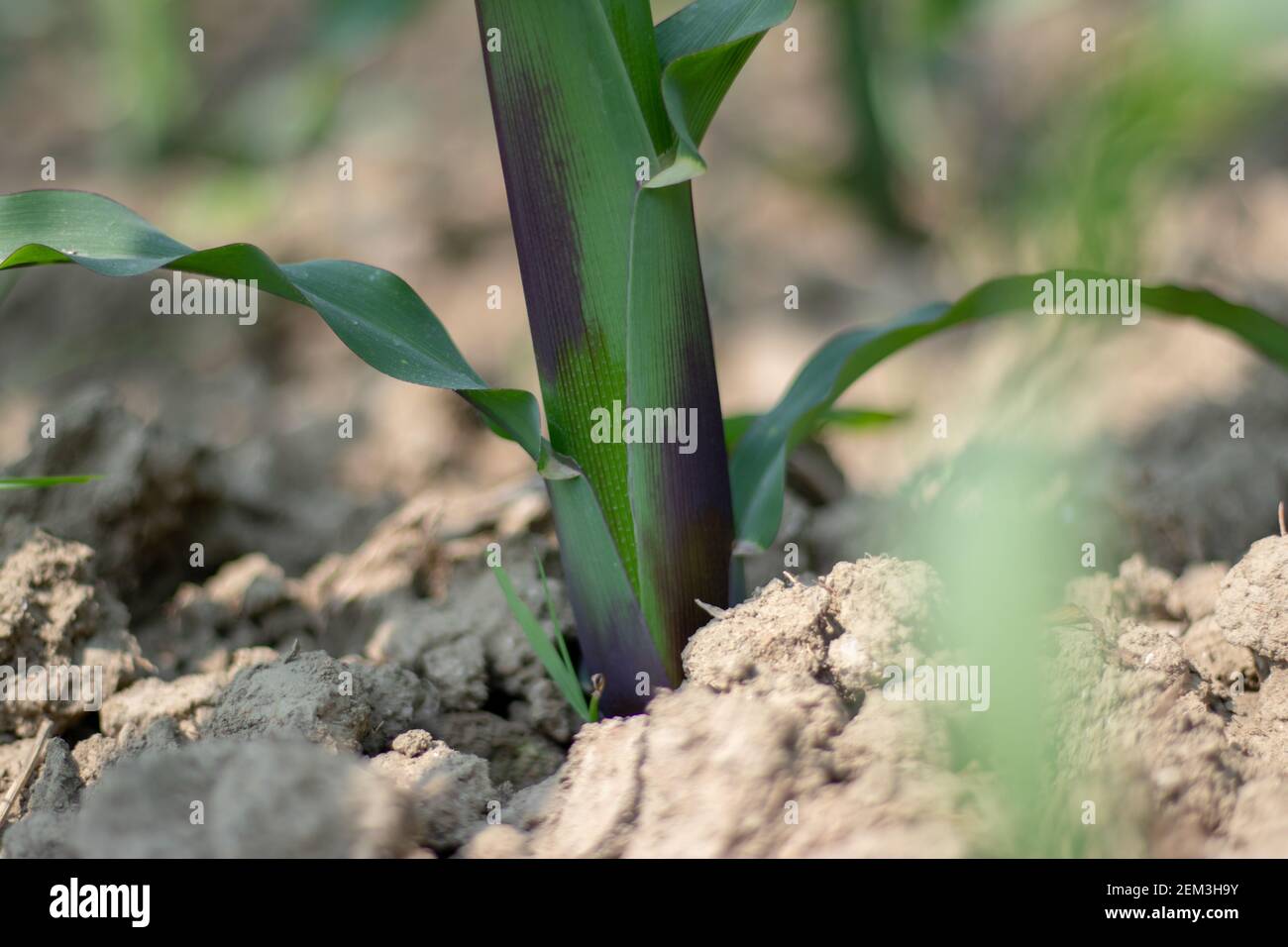 Grain corn roots -Fotos und -Bildmaterial in hoher Auflösung – Alamy