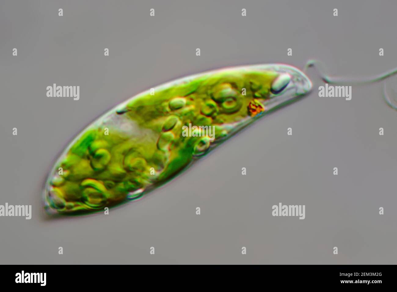 Euglena gracilis -Fotos und -Bildmaterial in hoher Auflösung – Alamy