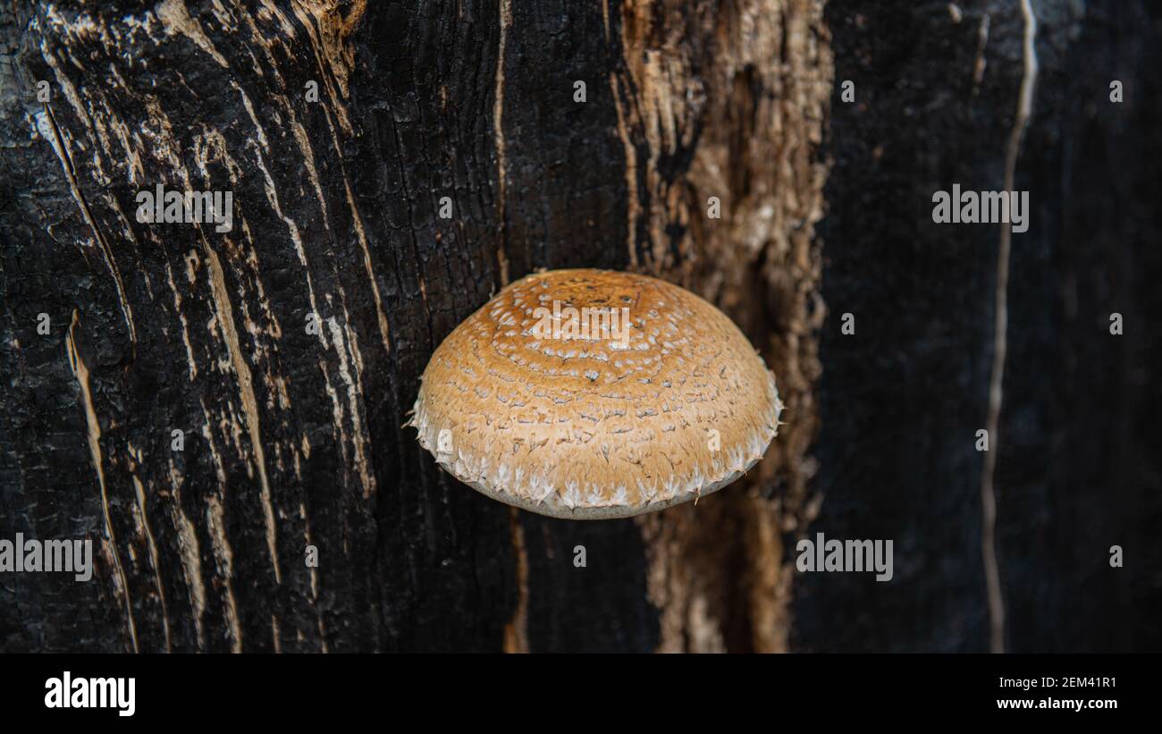 Weißer pilz wächst auf baumstamm -Fotos und -Bildmaterial in hoher ...