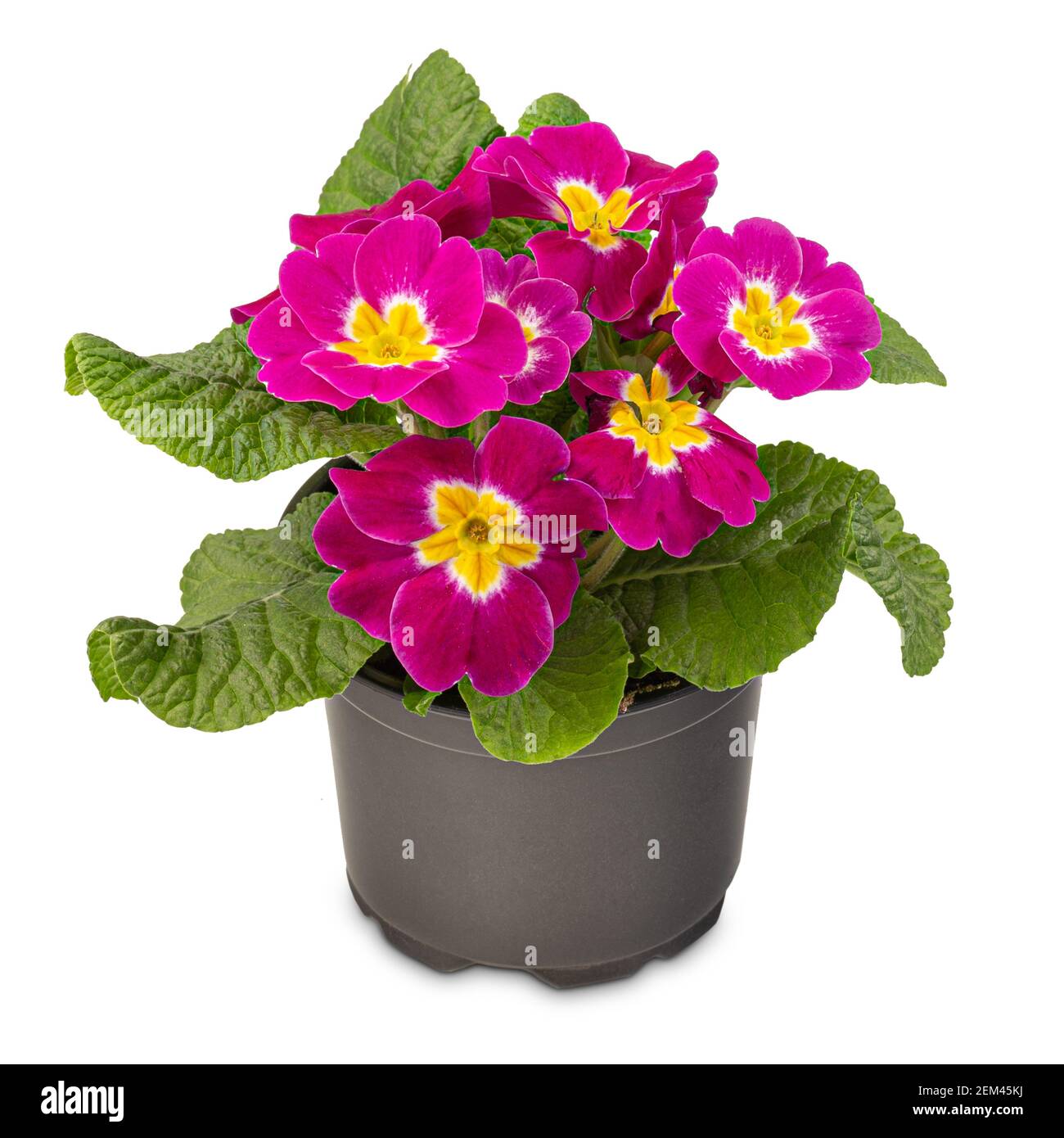 Rosa primeln -Fotos und -Bildmaterial in hoher Auflösung – Alamy