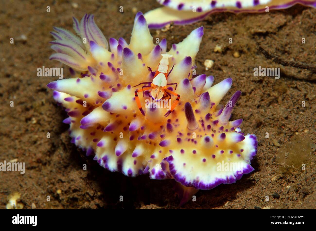 Holprige mexichromis seeschnecke -Fotos und -Bildmaterial in hoher ...