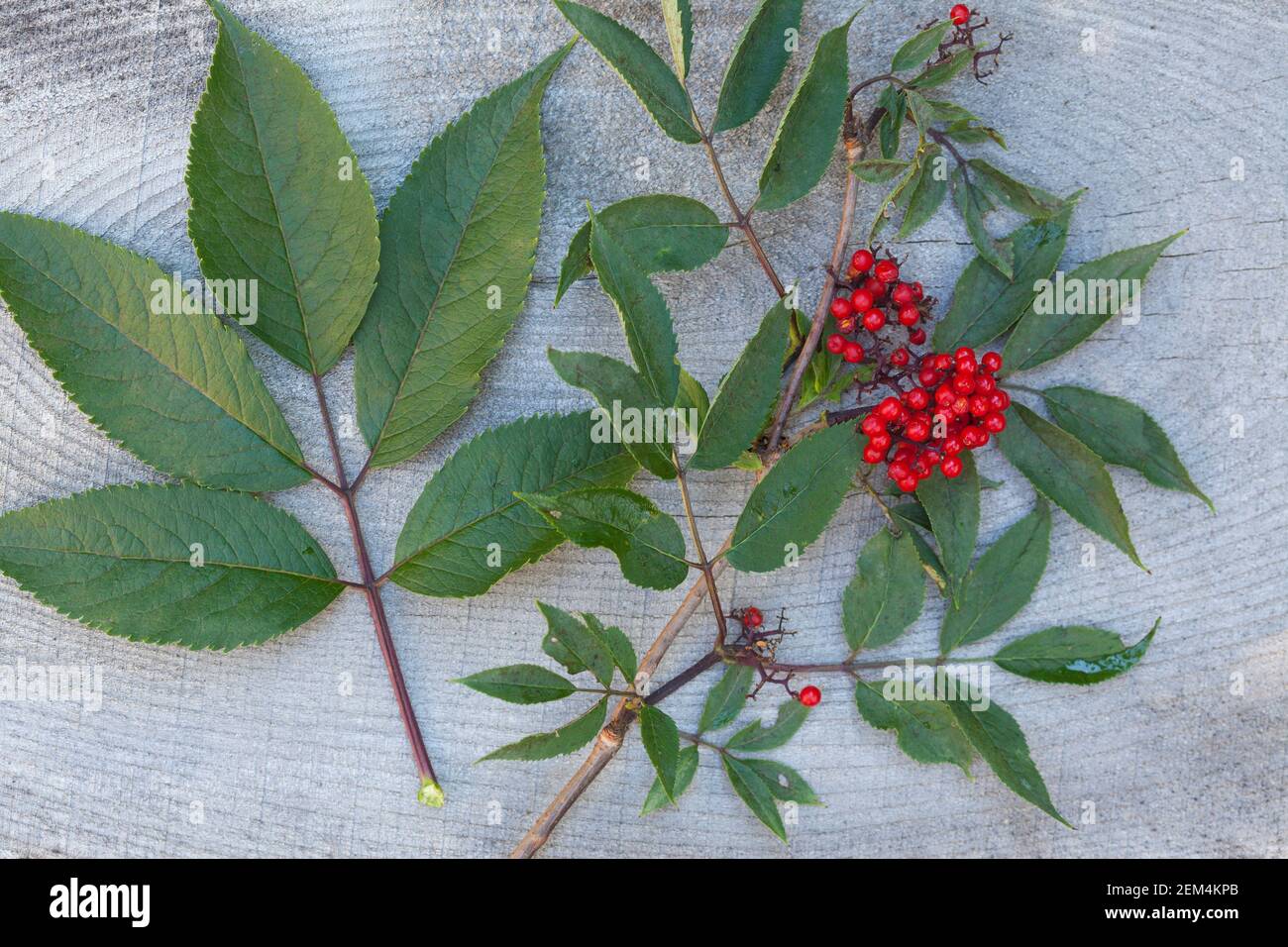 Roter Holunder, Trauben-Holunder, Traubenholunder, Bergholunder, Berg ...