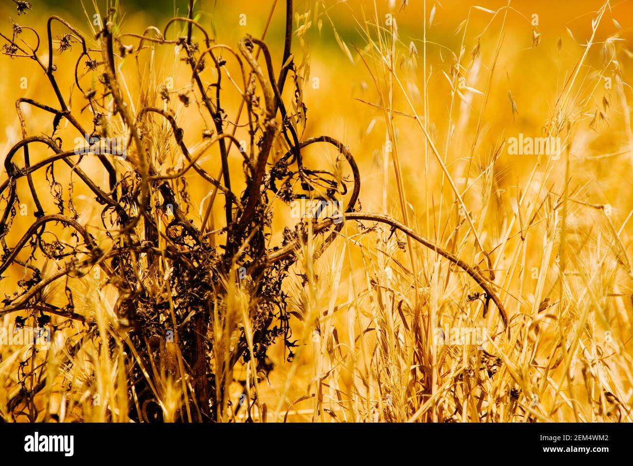 Tote planze -Fotos und -Bildmaterial in hoher Auflösung – Alamy