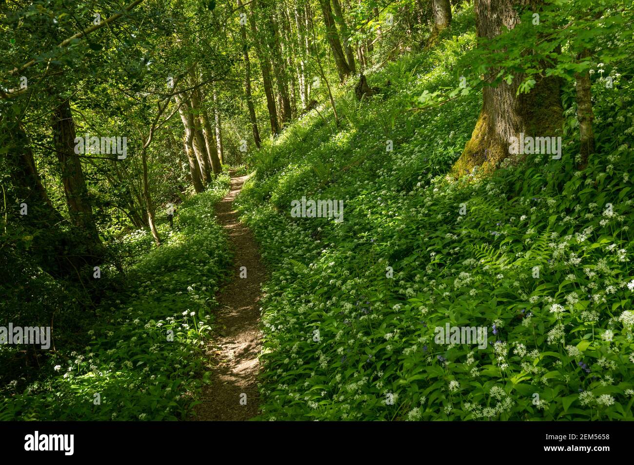 Christow devon -Fotos und -Bildmaterial in hoher Auflösung – Alamy
