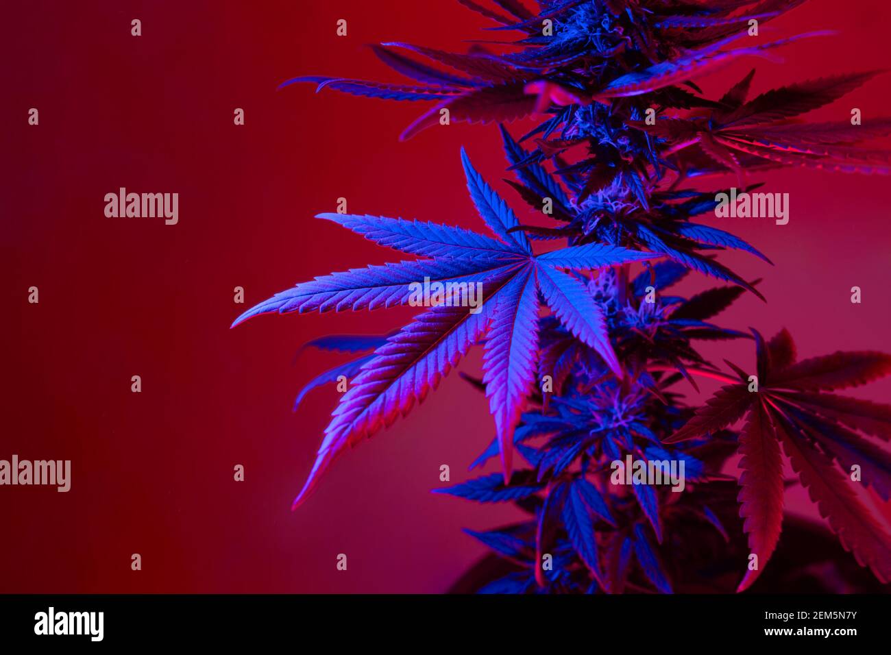 Pflanzlich buntes laub -Fotos und -Bildmaterial in hoher Auflösung – Alamy