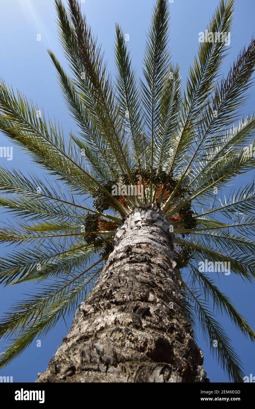 Palm tree vector -Fotos und -Bildmaterial in hoher Auflösung – Alamy