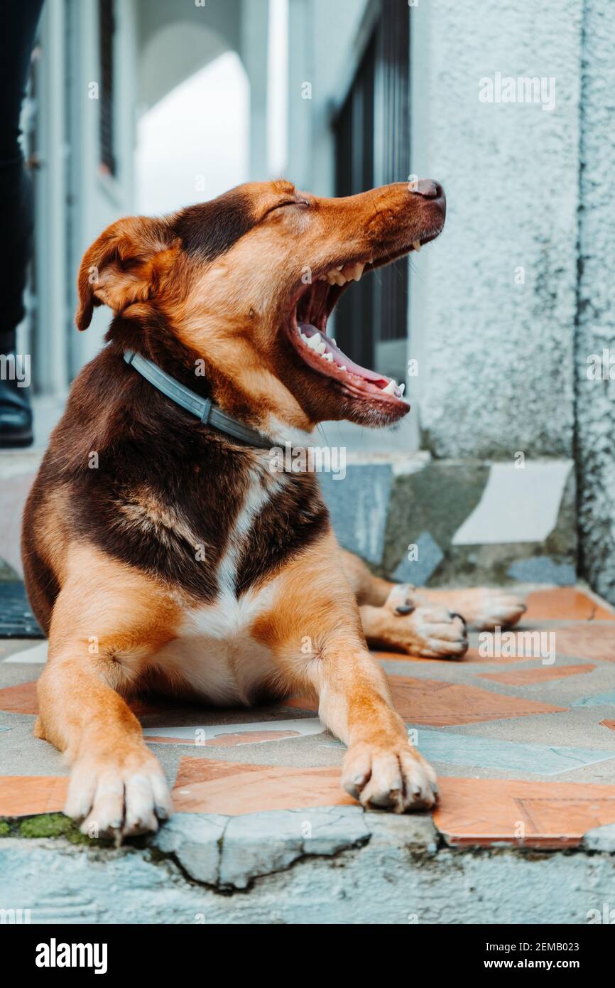 Simba hund -Fotos und -Bildmaterial in hoher Auflösung – Alamy