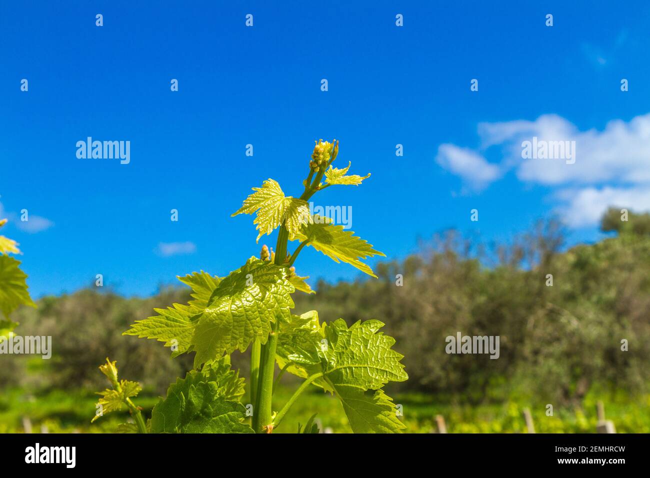 Weinreben Ranken Stockfotos und -bilder Kaufen - Alamy