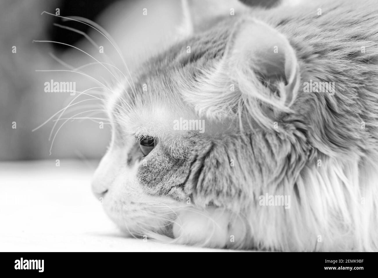 Katze Im Profil Stockfotos und -bilder Kaufen - Alamy