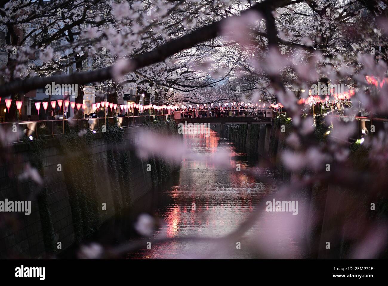 Cherry blossom japan nakameguro -Fotos und -Bildmaterial in hoher ...