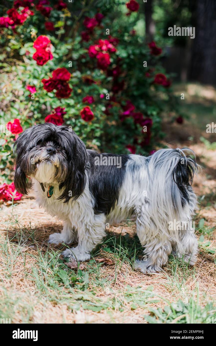 Lhasa apso bei hundehalter -Fotos und -Bildmaterial in hoher Auflösung ...