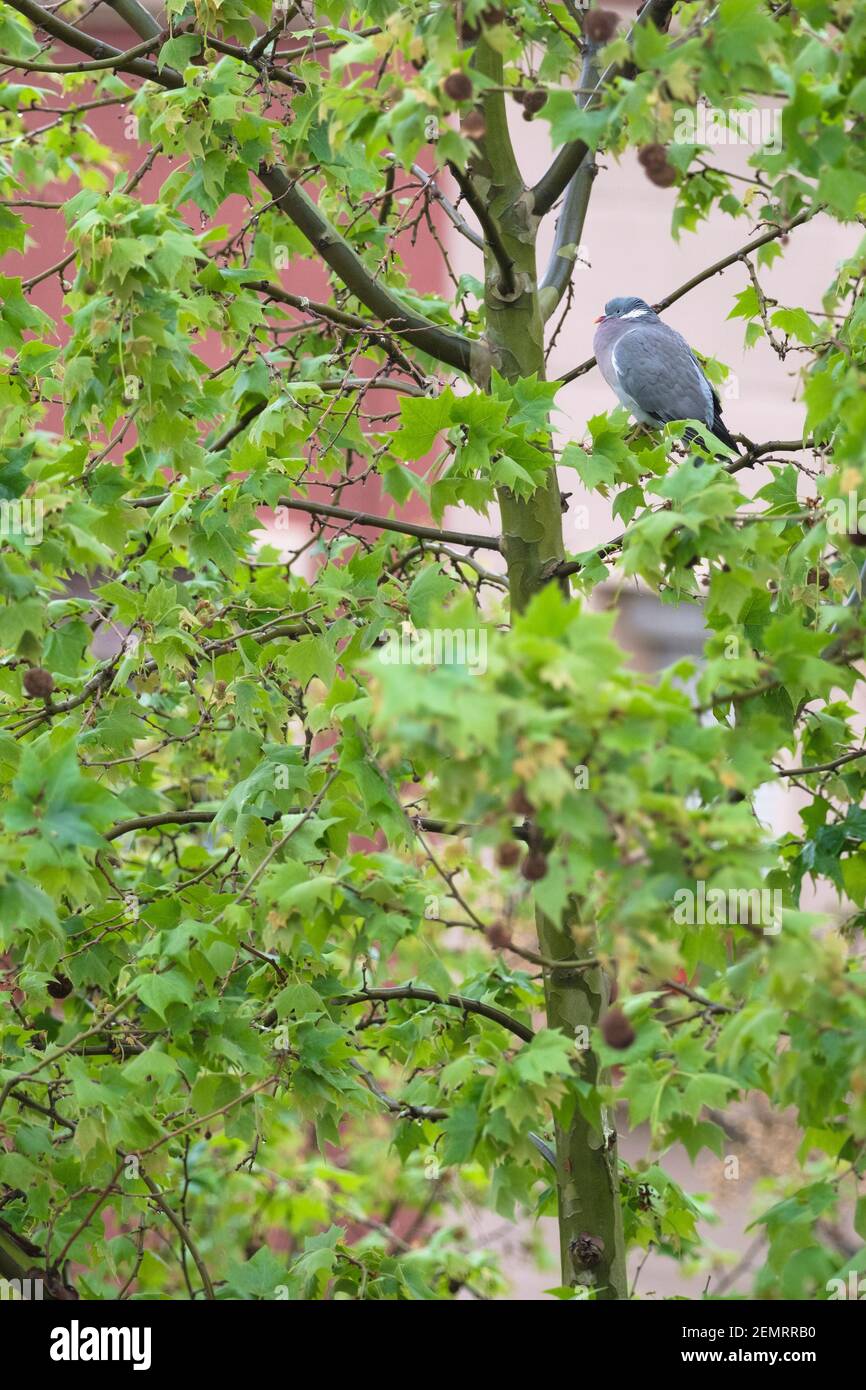 Wilde taubenhybride -Fotos und -Bildmaterial in hoher Auflösung – Alamy