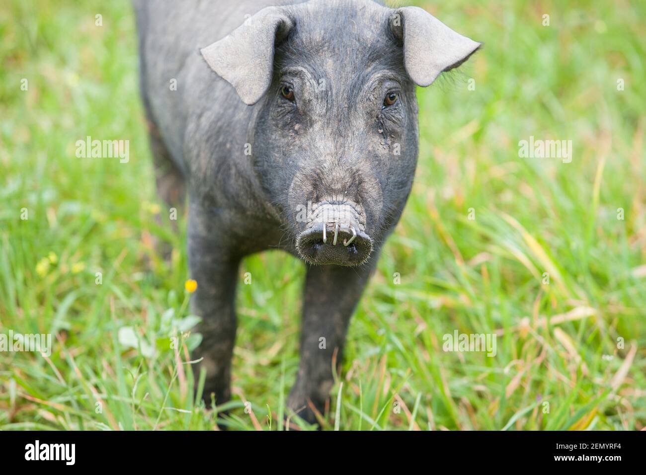 Piglet running -Fotos und -Bildmaterial in hoher Auflösung – Alamy