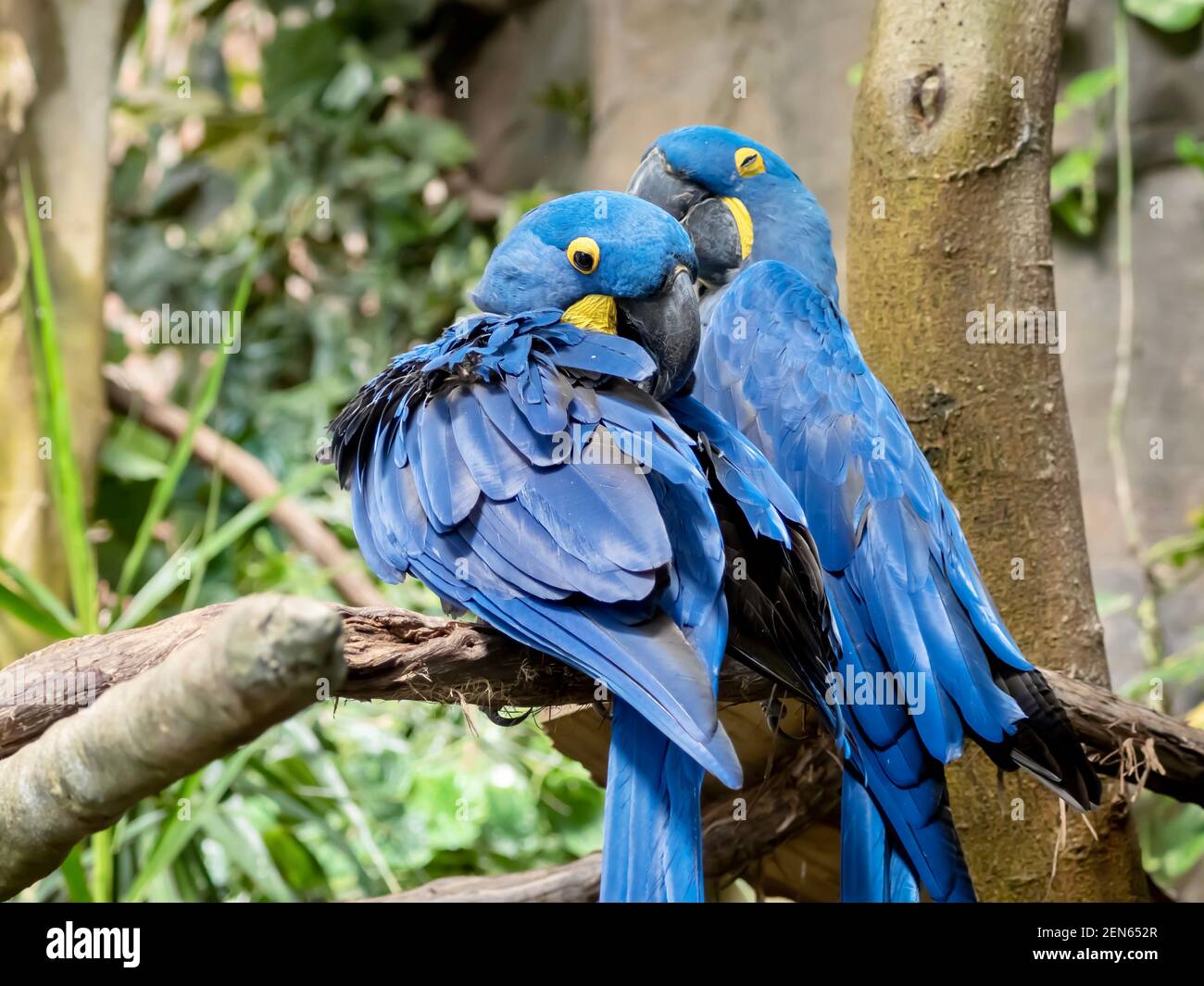 Zwei blaue Ara Papagei tropische exotische Vögel zusammen auf einem ...