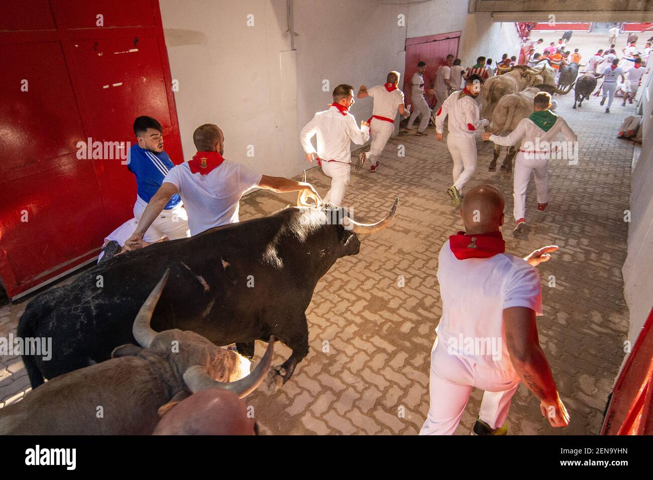 Die Bullen der Bullen-Ranch Nunez del Cuvillo laufen beim ...