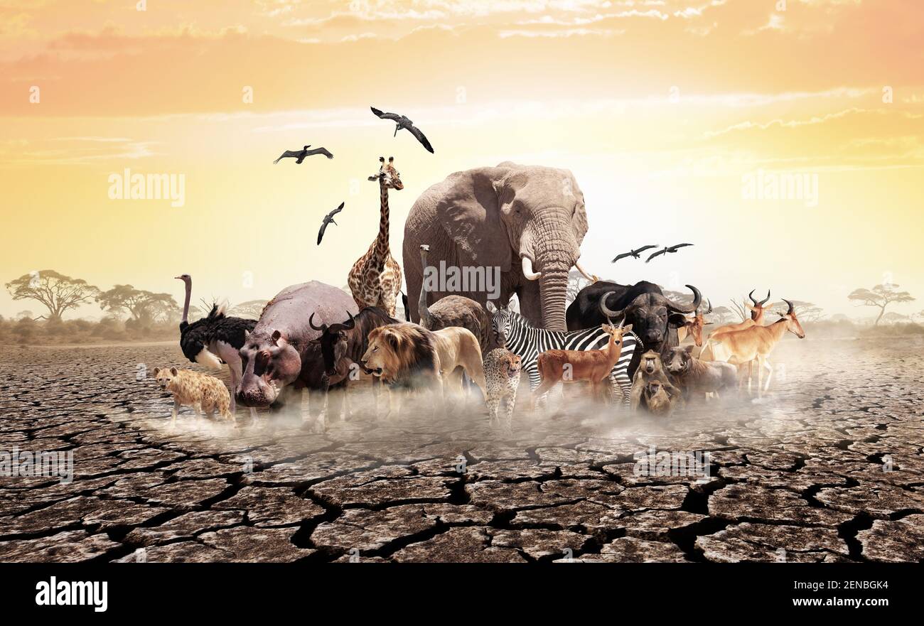 Totes nilpferd -Fotos und -Bildmaterial in hoher Auflösung – Alamy