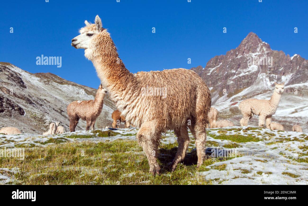 Altiplano alpaca -Fotos und -Bildmaterial in hoher Auflösung - Seite 3 ...