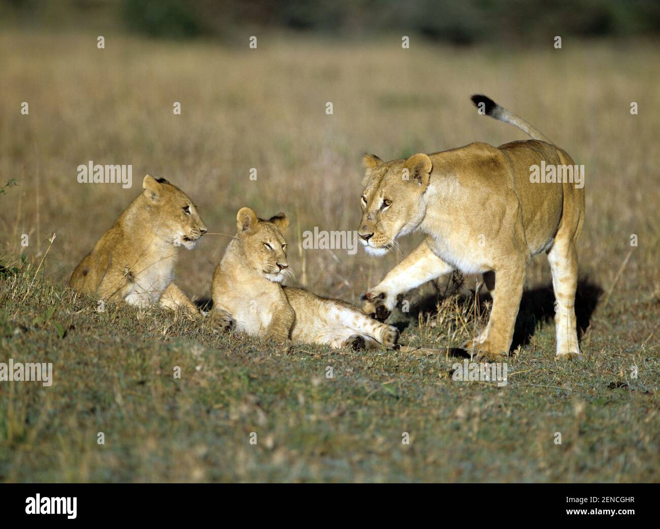 Loewe loewen -Fotos und -Bildmaterial in hoher Auflösung – Alamy