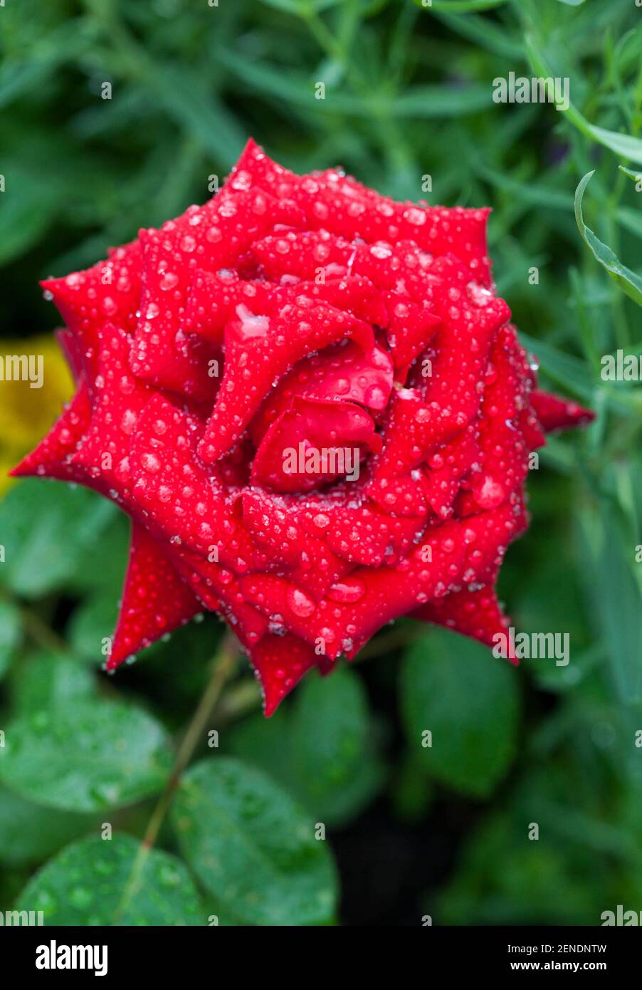 INGRID BERGMAN Rote Hybride Tee Rose benannt nach der Ehre Der ...