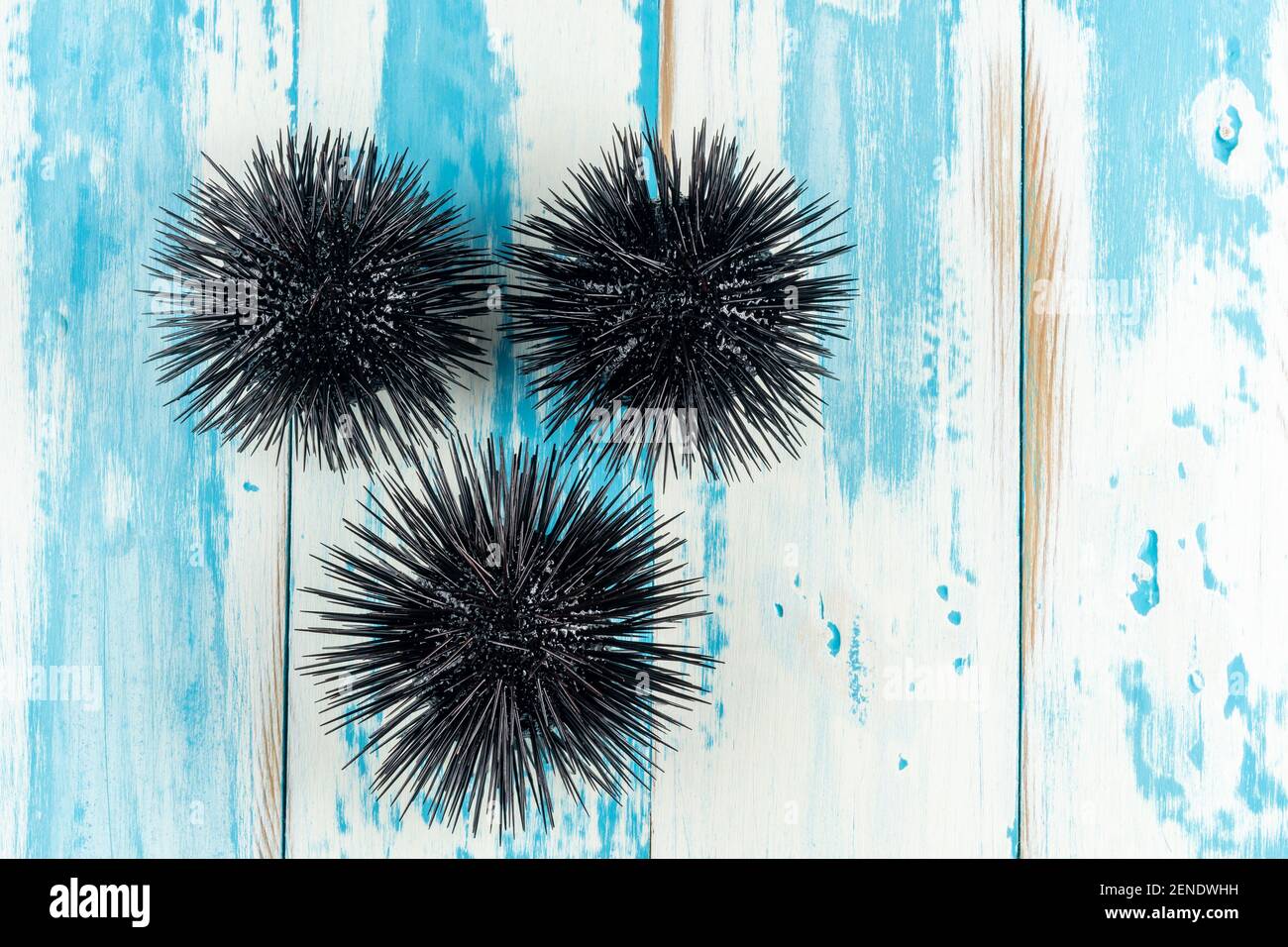 Seeigel essen -Fotos und -Bildmaterial in hoher Auflösung – Alamy