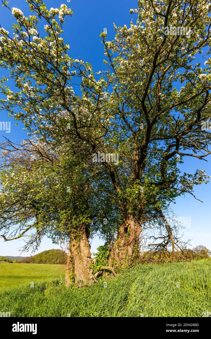Alter knorriger apfelbaum -Fotos und -Bildmaterial in hoher Auflösung ...