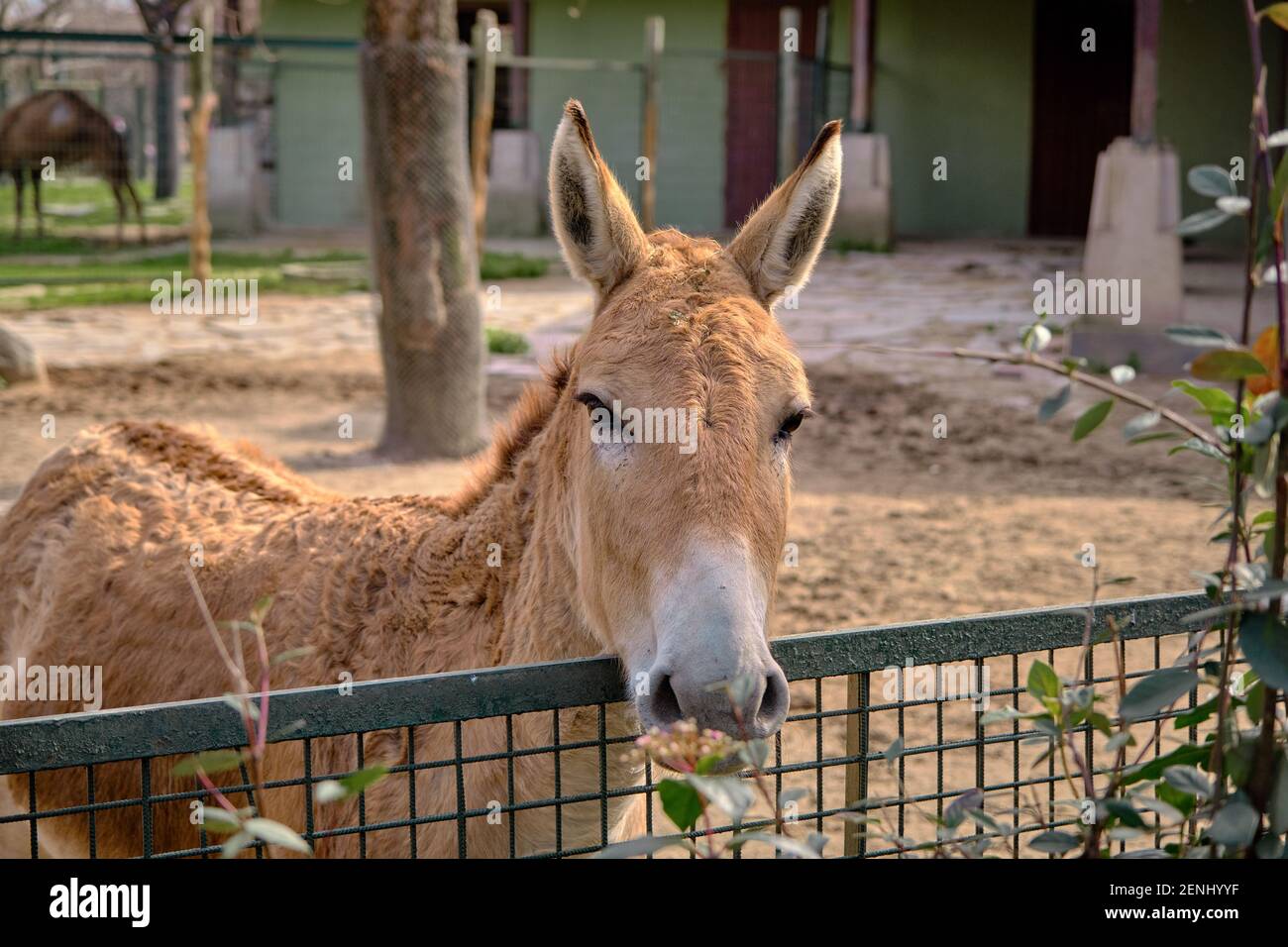 Lustiger esel -Fotos und -Bildmaterial in hoher Auflösung – Alamy