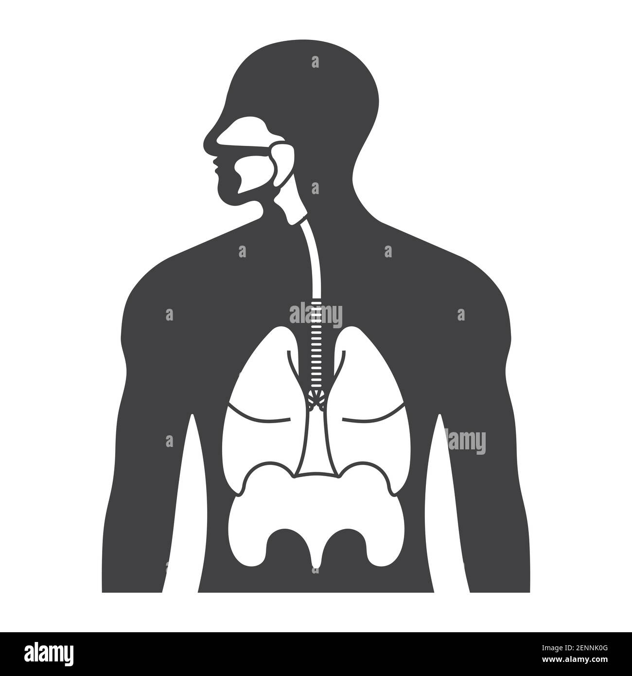 Appareil respiratoire anatomie -Fotos und -Bildmaterial in hoher ...