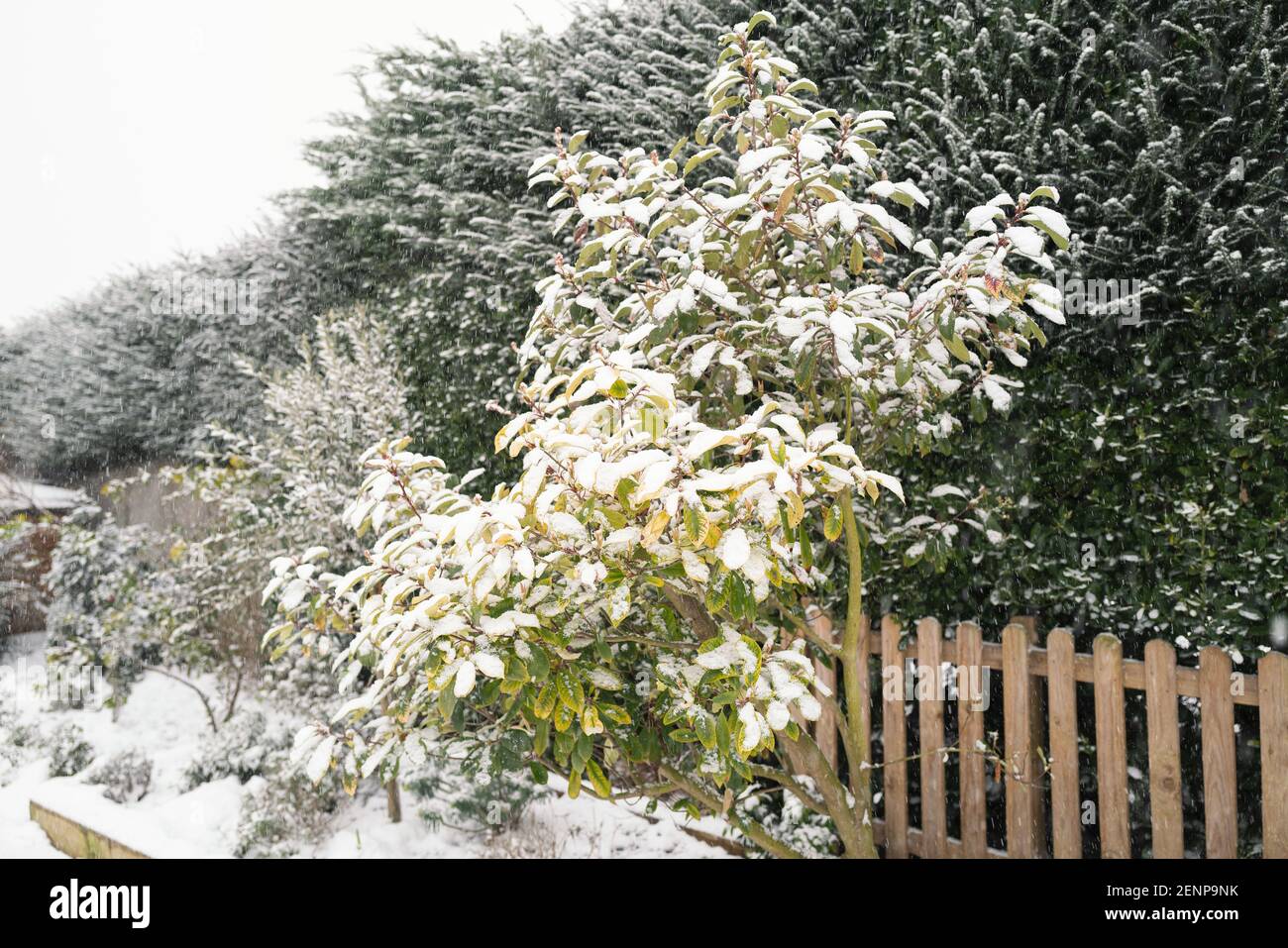 Als zierbaum in einem garten -Fotos und -Bildmaterial in hoher ...