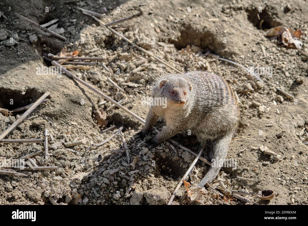 Mungo arten -Fotos und -Bildmaterial in hoher Auflösung – Alamy