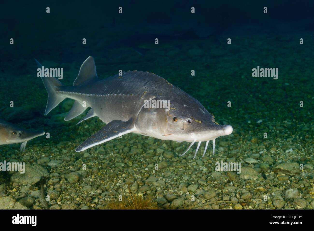 Acipenseridae -Fotos und -Bildmaterial in hoher Auflösung – Alamy