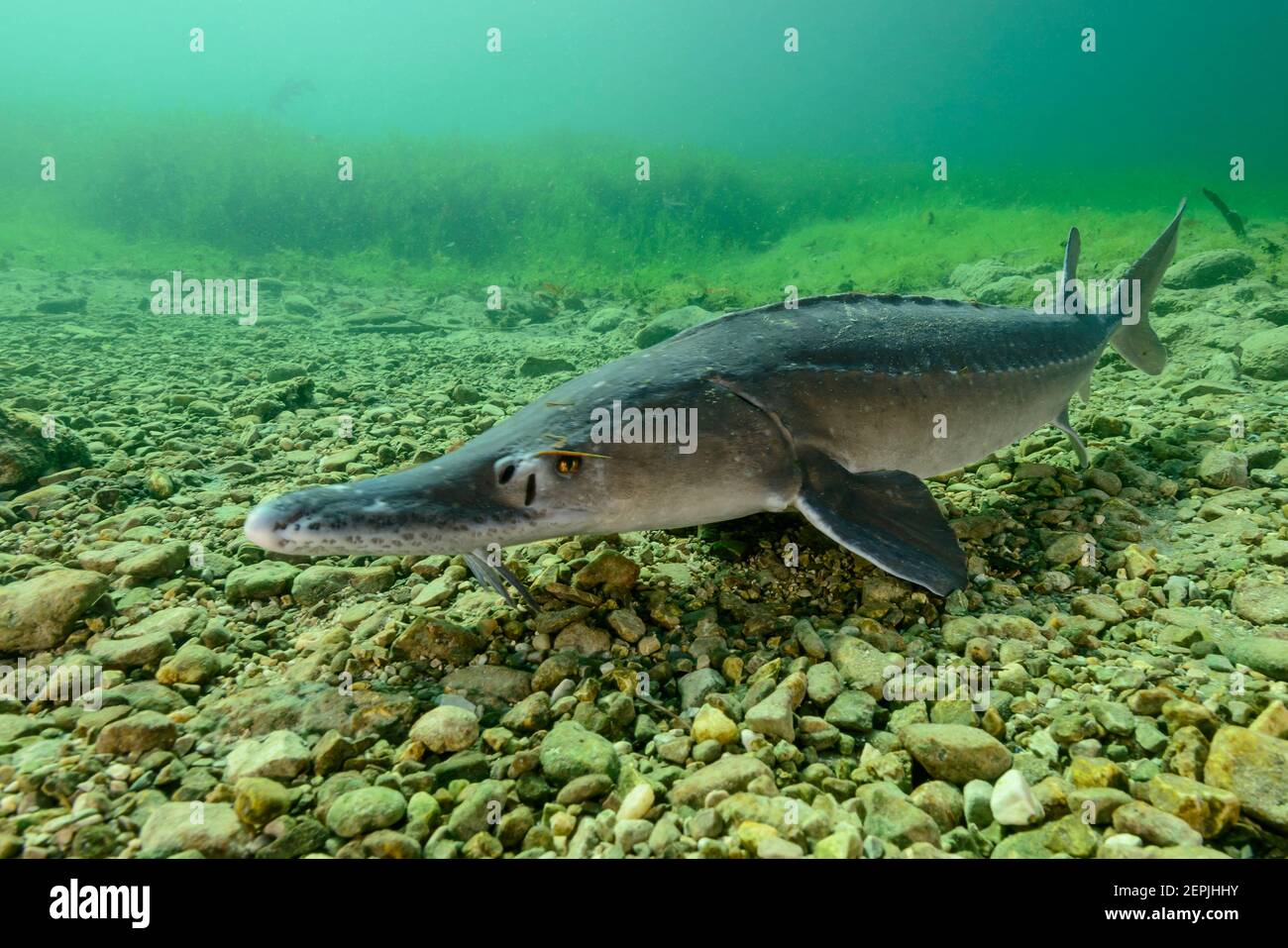 Acipenseridae Stockfotos und -bilder Kaufen - Alamy