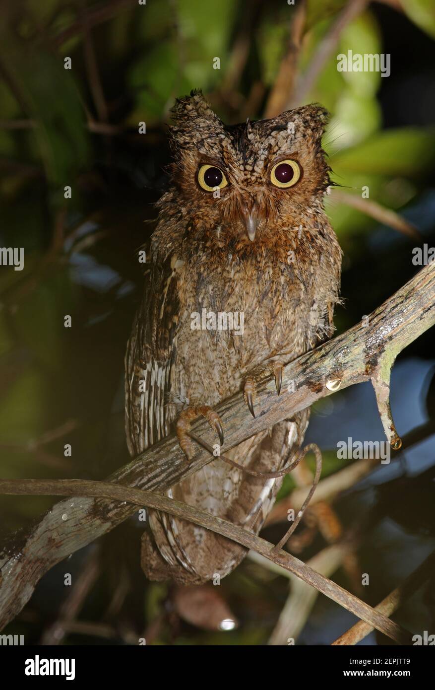 Nasse Eule Stockfotos und -bilder Kaufen - Alamy