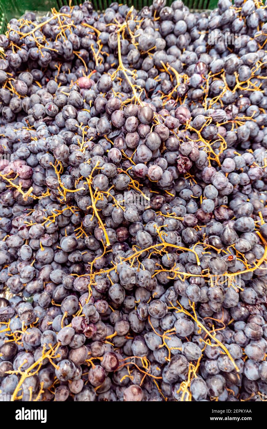 Rote Weintrauben Stockfotos und -bilder Kaufen - Alamy