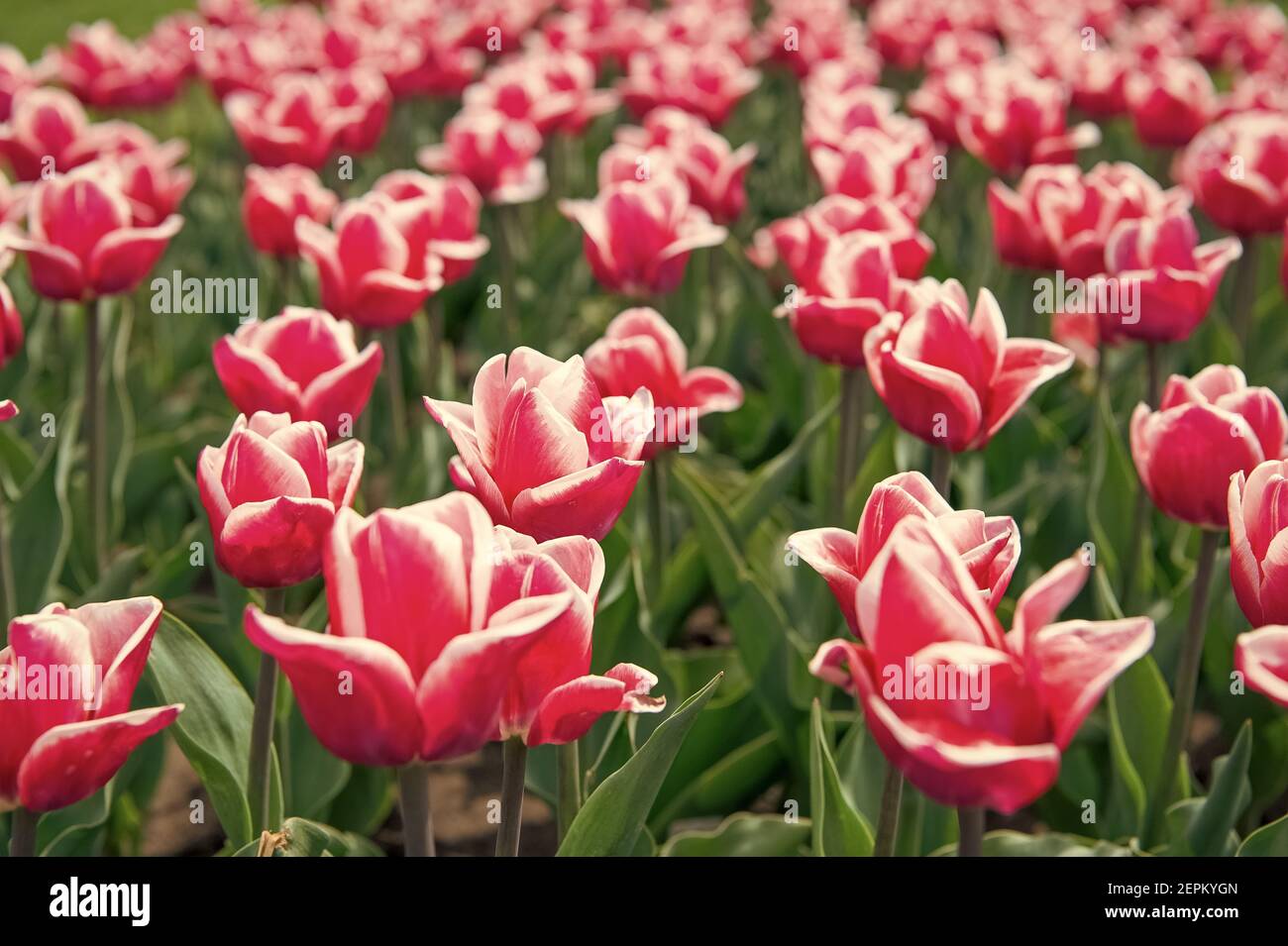 Rosa lebendige Blumen. Feld mit Tulpen in den niederlanden. tulpenfeld ...