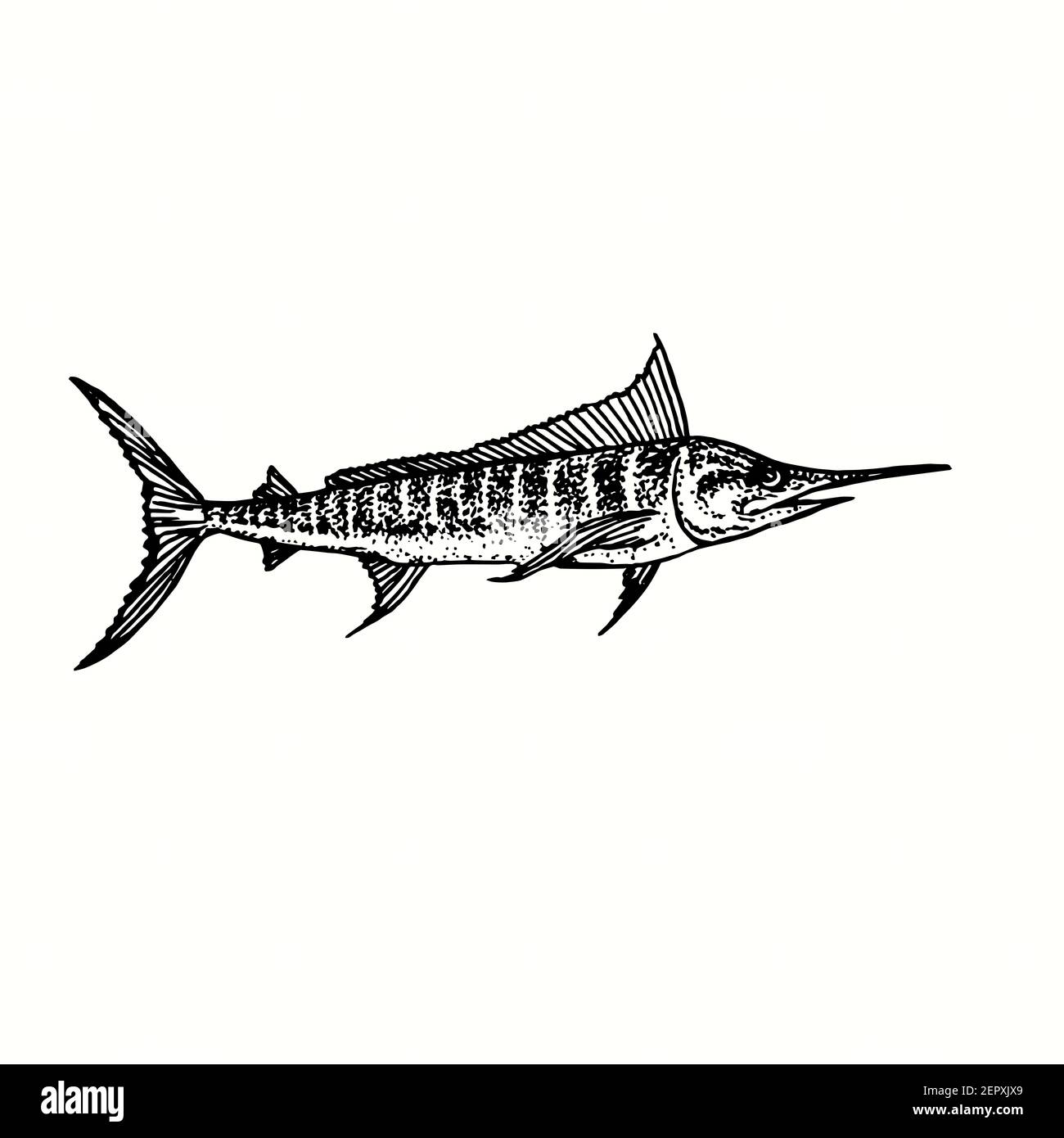 Atlantischer blauer marlin makaira nigricans -Fotos und -Bildmaterial ...