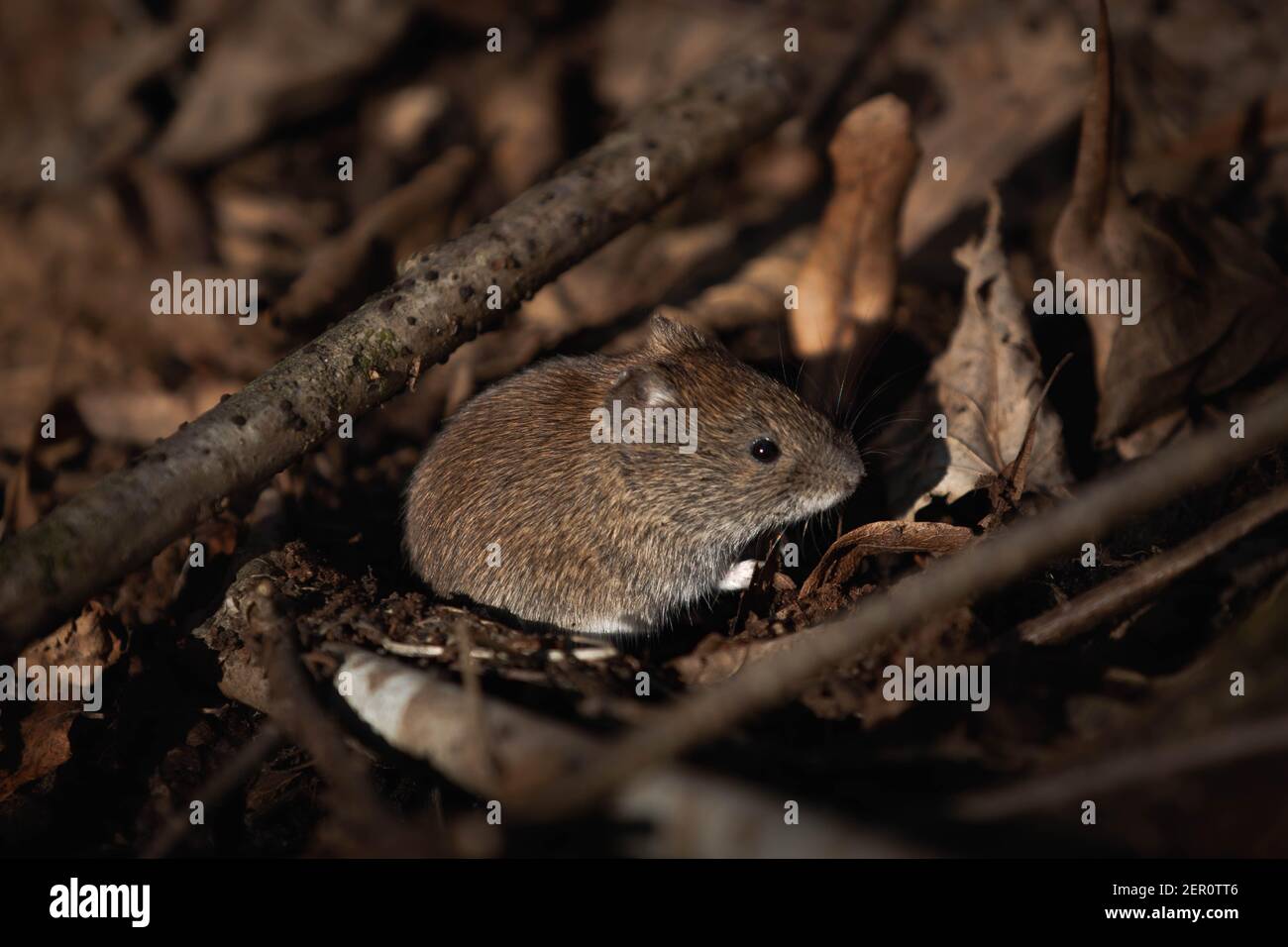 Waldmaus foto -Fotos und -Bildmaterial in hoher Auflösung – Alamy