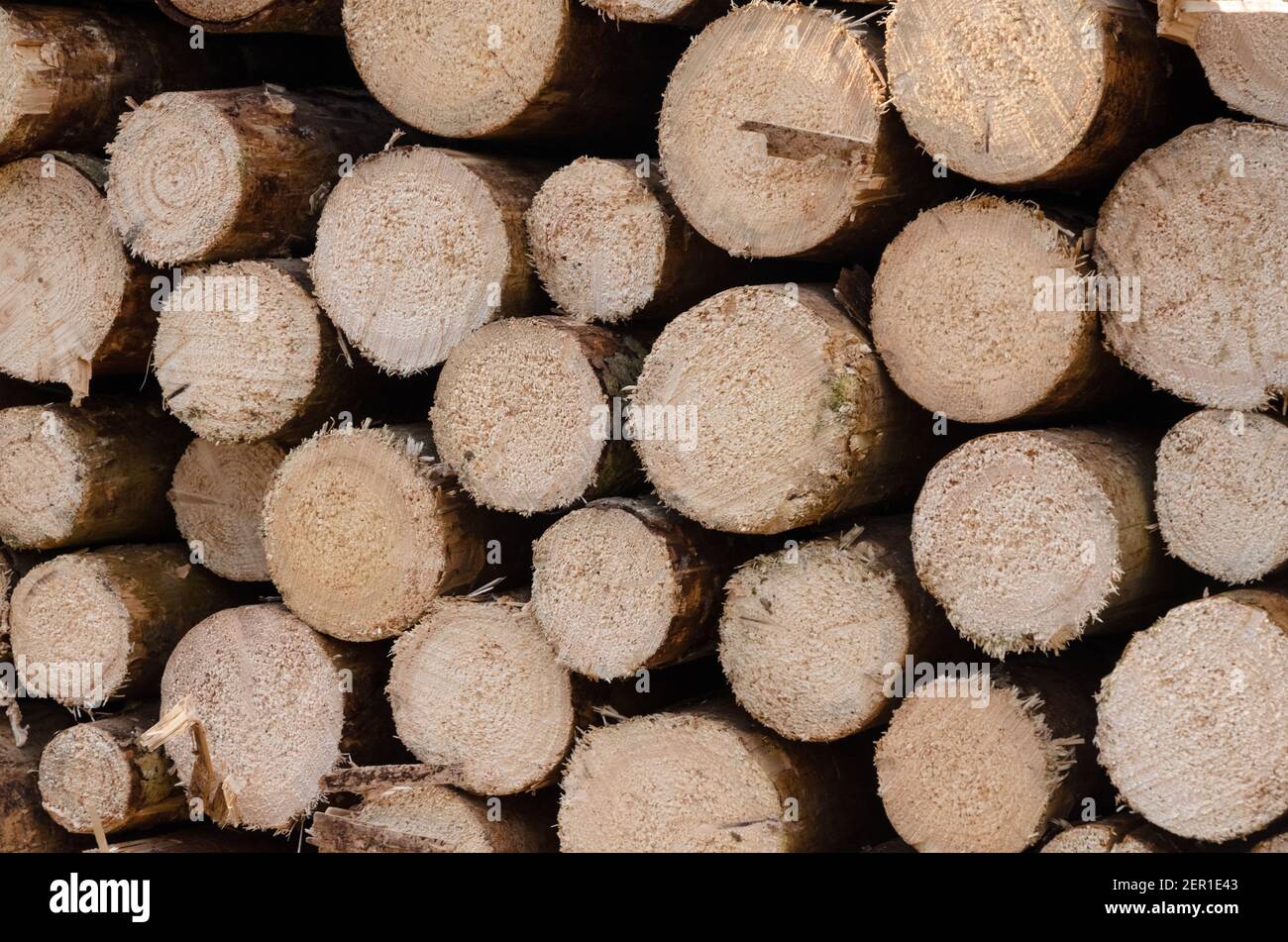 Gefällte Bäume auf einem Holzhof oder Holzfällplatz, Baumstämme Stapel ... Gefällte Bäume auf einem Holzhof oder Holzfällplatz, Baumstämme Stapel ...