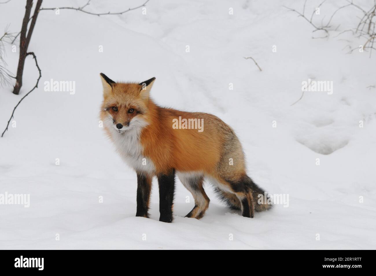 Rotfuchs lebensraum tierfoto -Fotos und -Bildmaterial in hoher ...