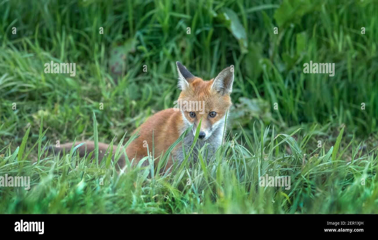 Fuchs sitzt -Fotos und -Bildmaterial in hoher Auflösung – Alamy