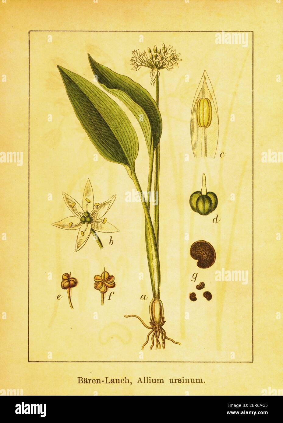 Jakob knoblauch -Fotos und -Bildmaterial in hoher Auflösung – Alamy