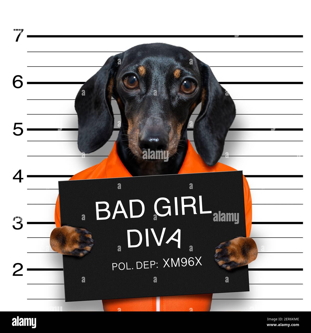 Dackel wurst Hund Holding eine Polizeiabteilung Banner, als mugshot ...