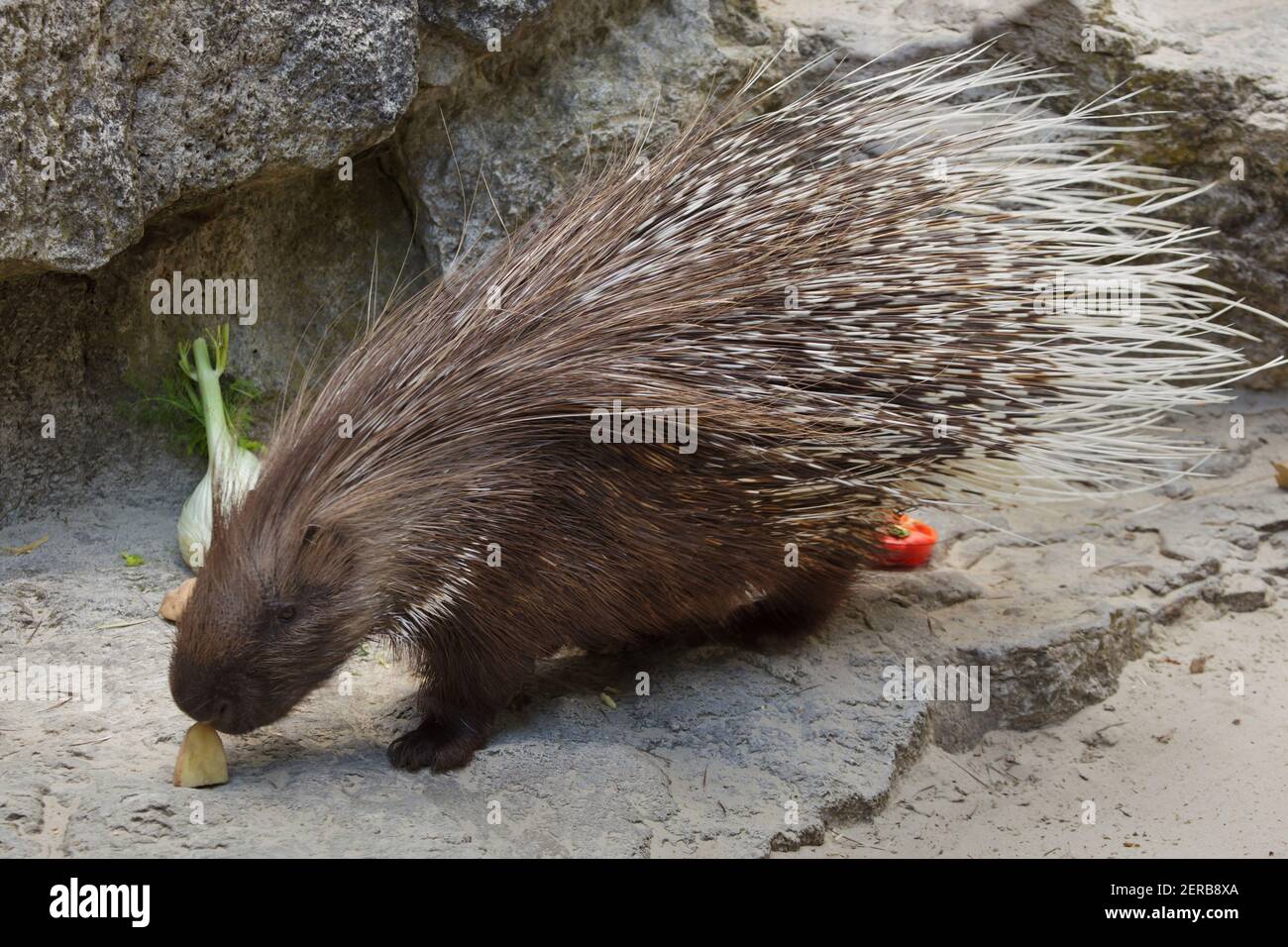 Stachelschwein von nepal -Fotos und -Bildmaterial in hoher Auflösung ...