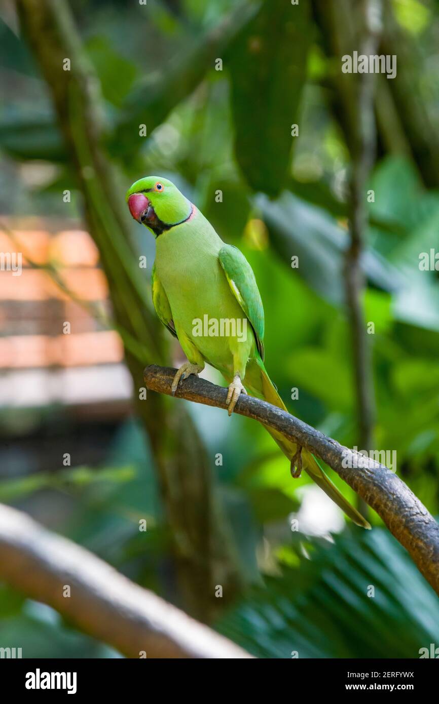 Psittacidae gattung -Fotos und -Bildmaterial in hoher Auflösung – Alamy