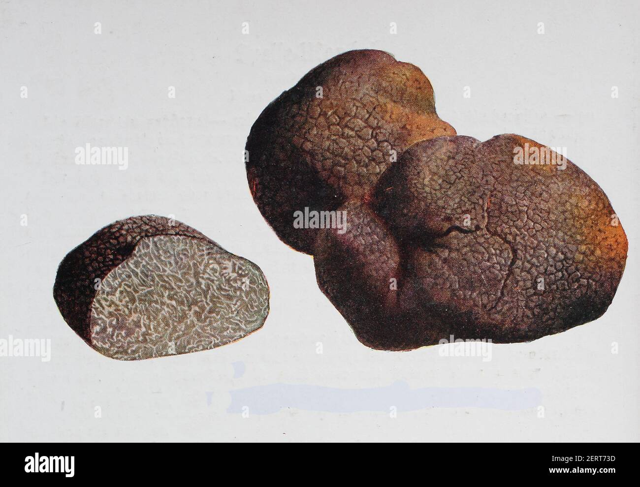 Tuber brumale -Fotos und -Bildmaterial in hoher Auflösung – Alamy