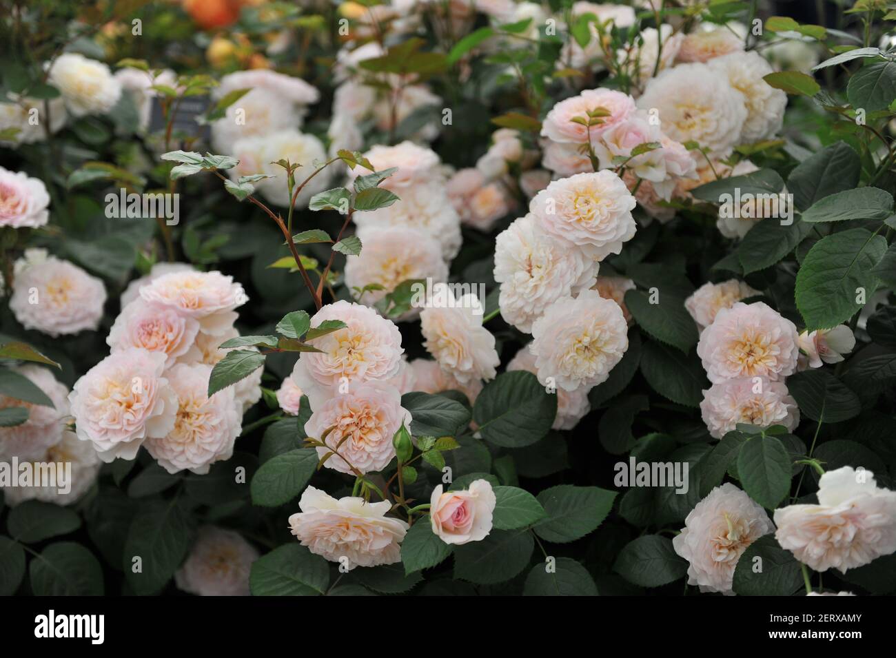 Rose emily bronte -Fotos und -Bildmaterial in hoher Auflösung – Alamy