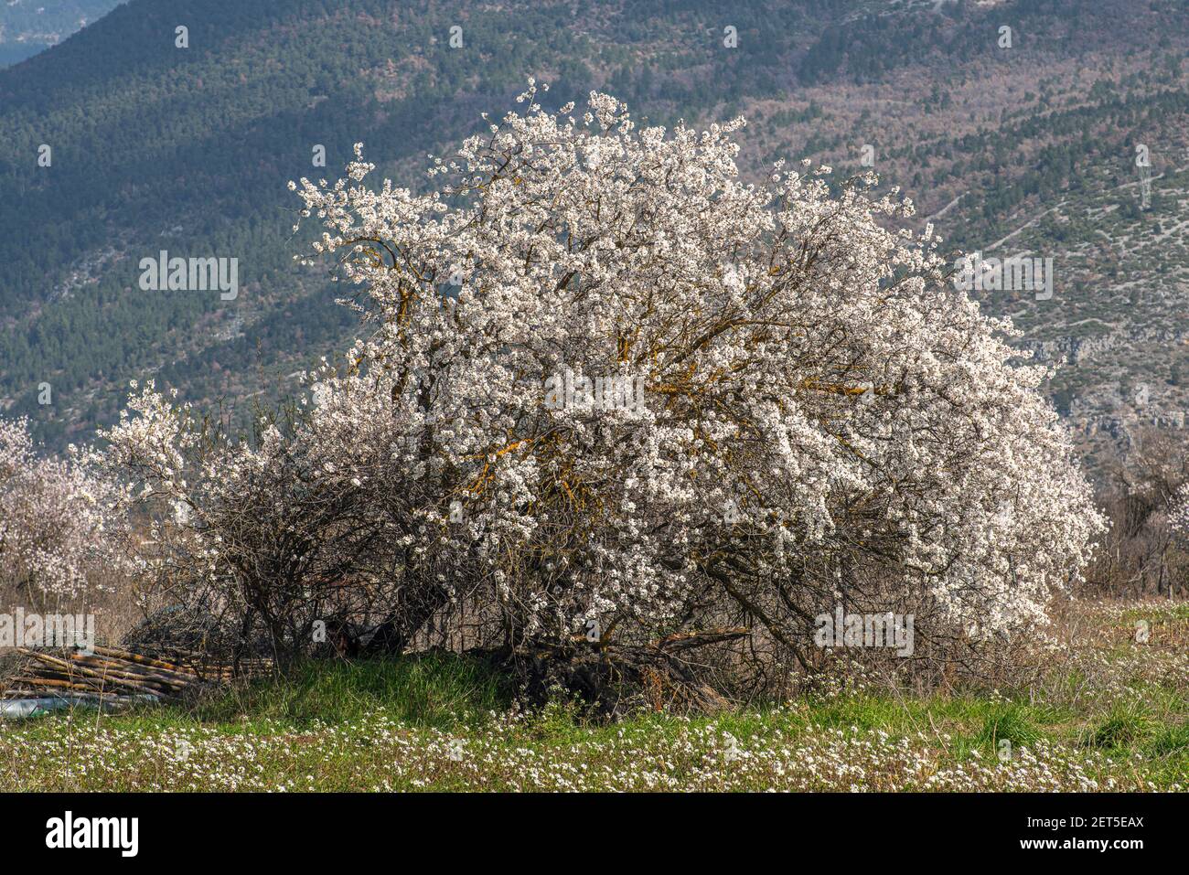 Mandel baum -Fotos und -Bildmaterial in hoher Auflösung – Alamy