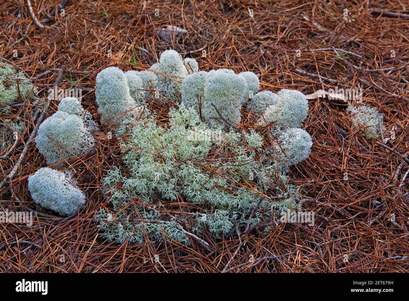 Rentierflechte (Cladonia perforata) und Evans Rentierflechte (Cladonia ...