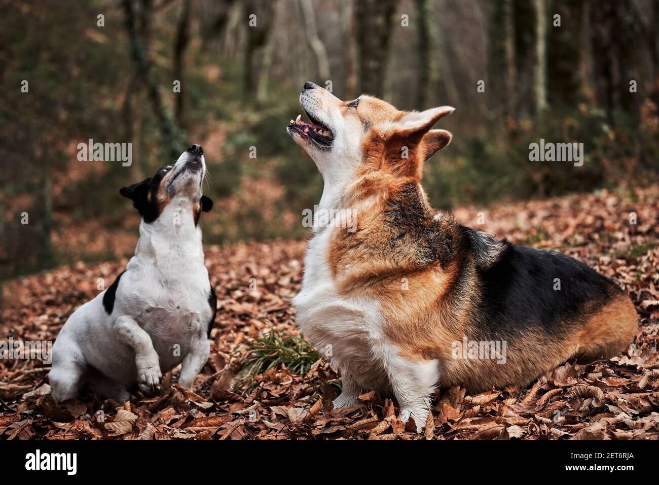 Corgi Schwarz Weiss