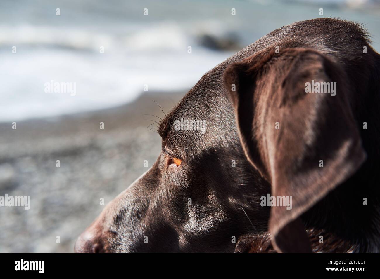 Hund Mit Bernsteinfarbenen Augen Stockfotos und -bilder Kaufen - Alamy