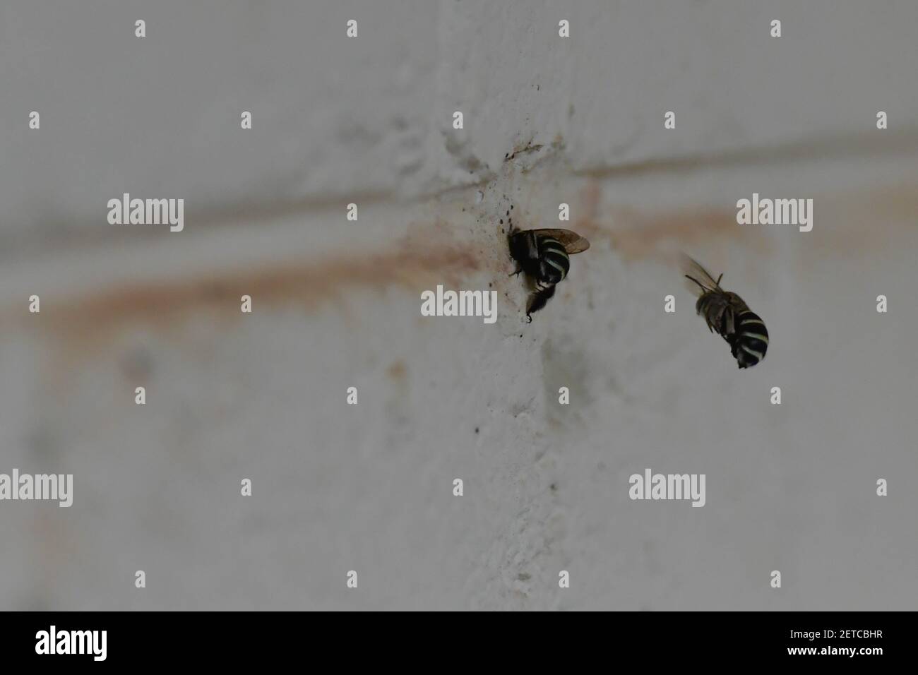 Abgestreifte honigbienen fliegen -Fotos und -Bildmaterial in hoher ...